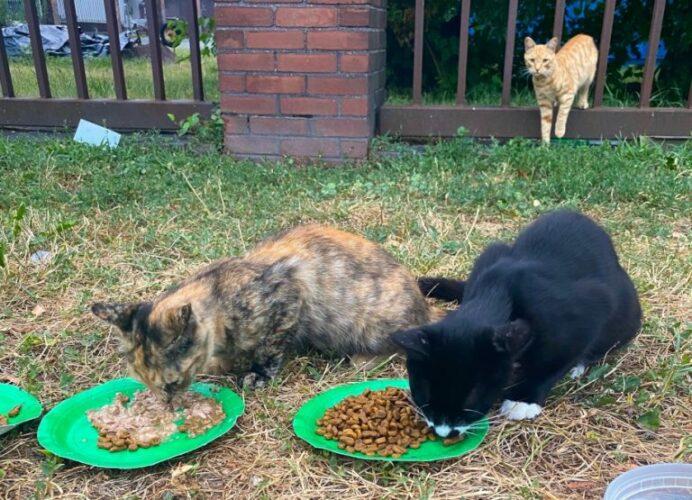 Astoria Cat Rescue – Saving Lives One Cat At a Time