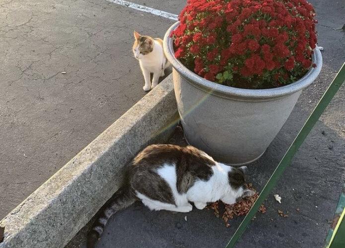 Astoria Cat Rescue – Saving Lives One Cat At a Time