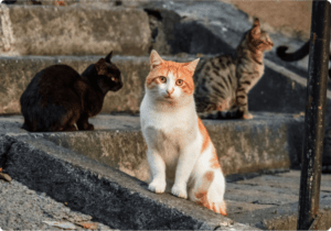 Astoria Cat Rescue – Saving Lives One Cat At a Time
