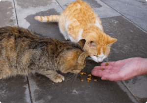 Astoria Cat Rescue – Saving Lives One Cat At a Time