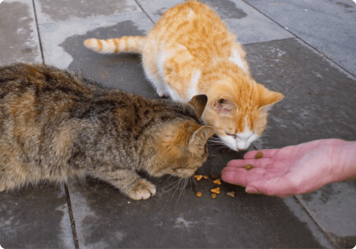 Astoria Cat Rescue – Saving Lives One Cat At a Time