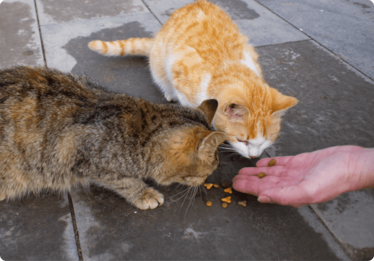 Astoria Cat Rescue – Saving Lives One Cat At a Time